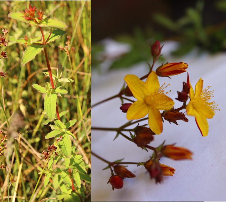 What is Culm Grassland? - Devon culm