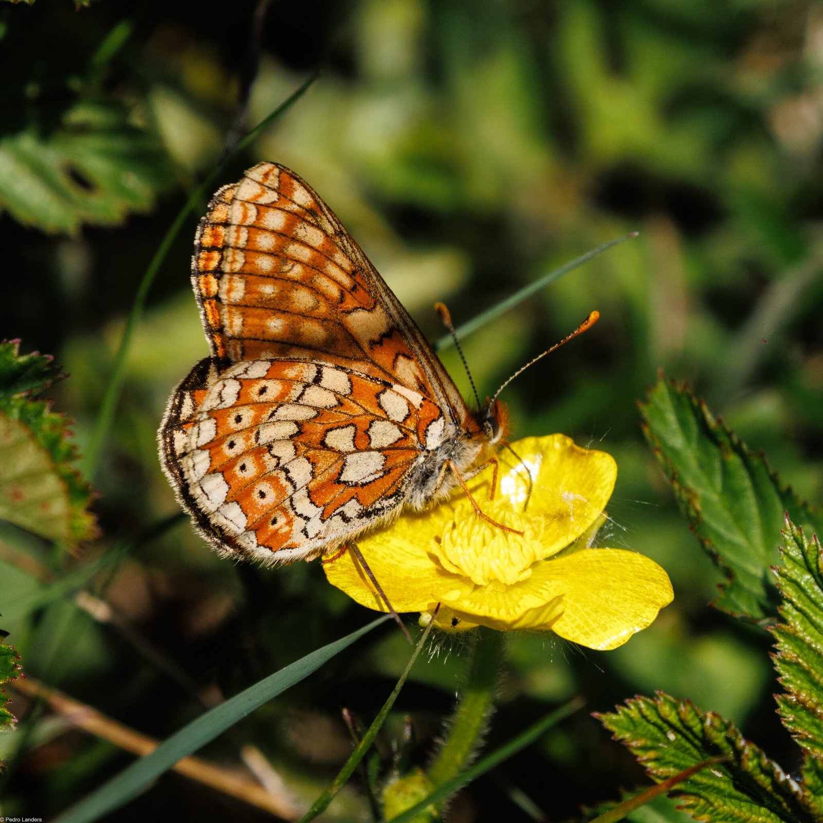 Marsh Fritillary Project - Devon culm